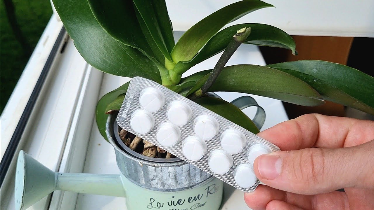 Apply 1 tablet every time you water and even the most stunted flower ...