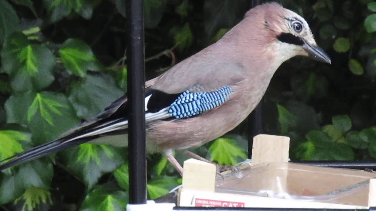 Beautiful Eurasian Jay - YouTube