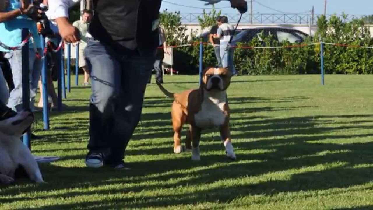 amstaff dog show tatar's homer - YouTube