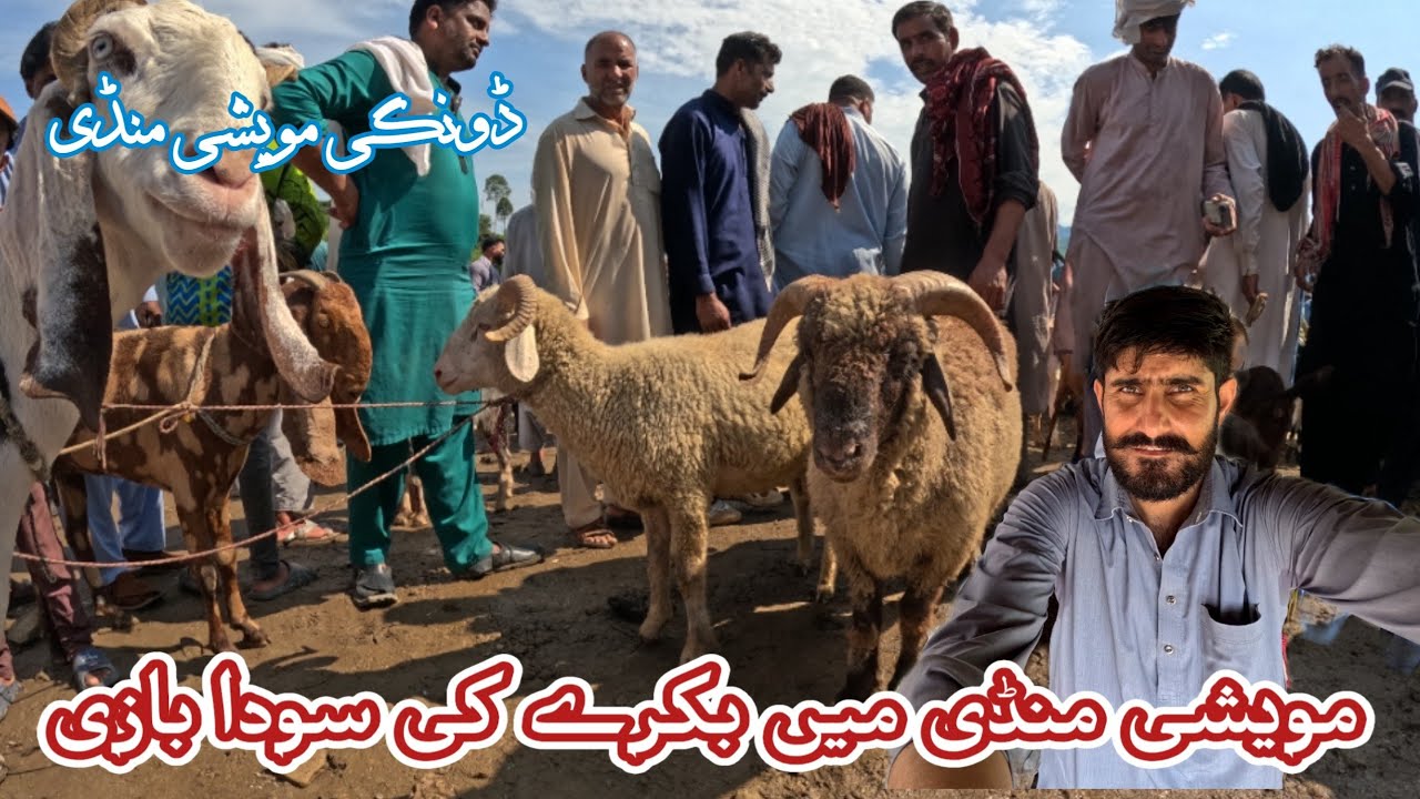 Animal market of AJK 2024 || Dongi muvashi mandi 7 August 2024 # ...