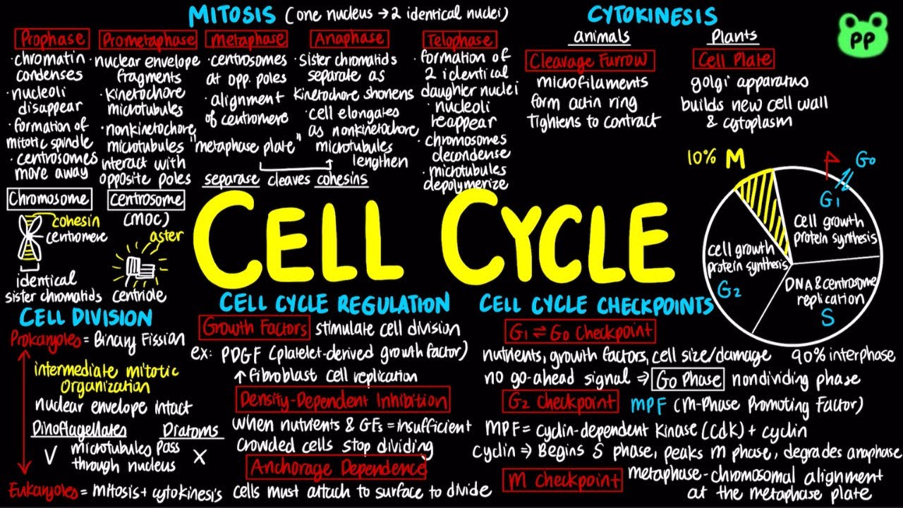 The Cell Cycle Cell And Genetics 02 Biology Pp Notes Campbell 8e Ch 12 Youtube