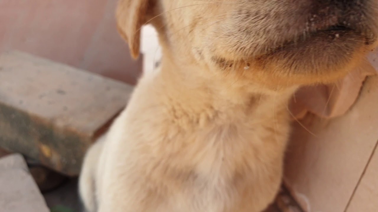 One cuty kid 🐕 with smarty face... - YouTube