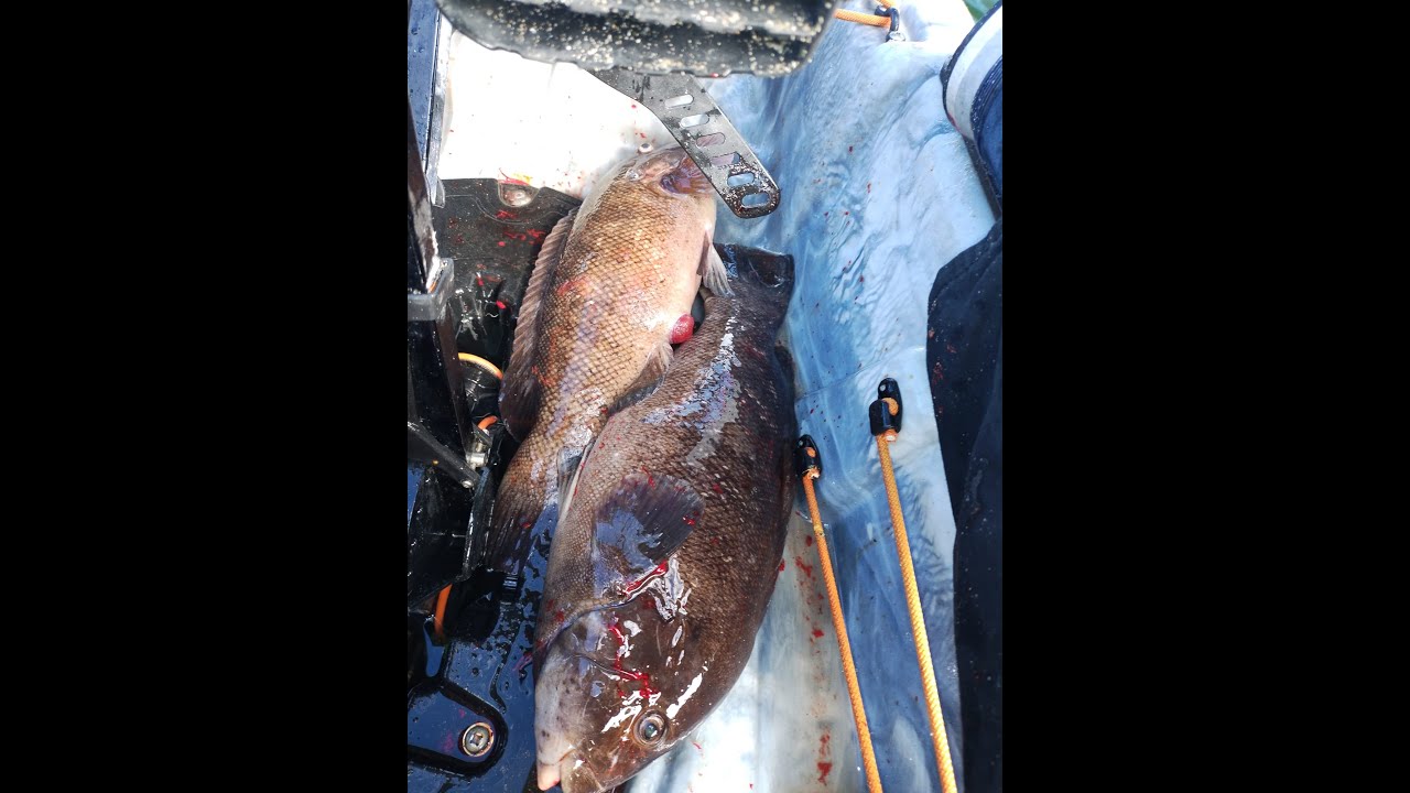Black fishing ( 10/25/23 ) Marine Parkway Bridge great action. - YouTube