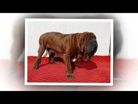 Korean Dosa Mastiff Dog breed - YouTube