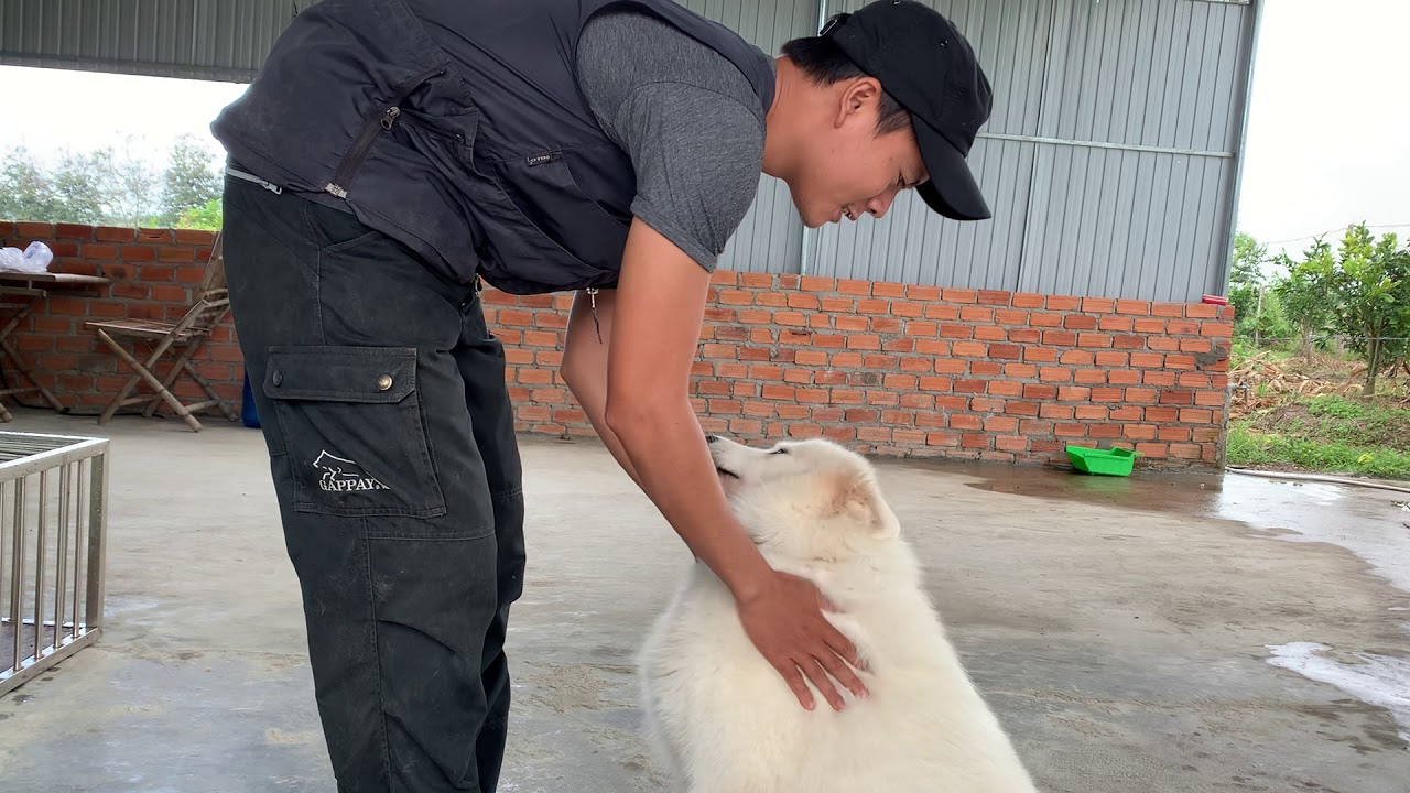 Hướng dẫn dành cho Sam - How to train a Samoyed dog - YouTube