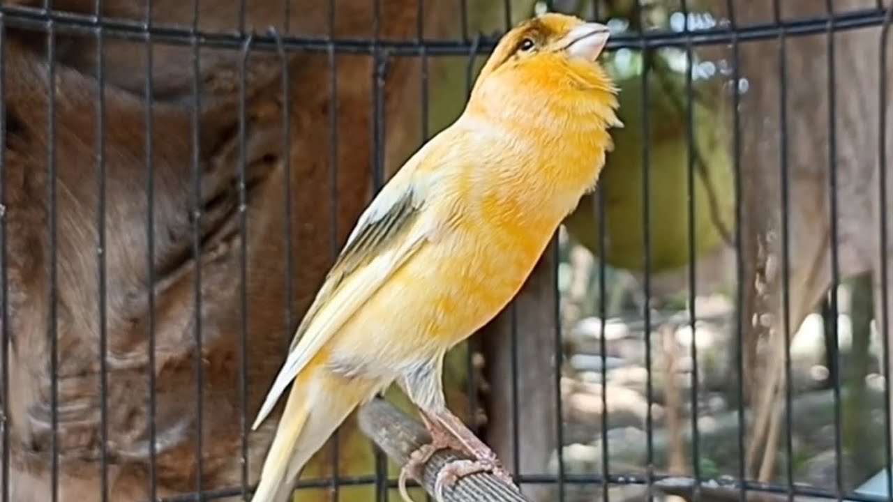 Your canary will continue to sing if you hear this canary - YouTube