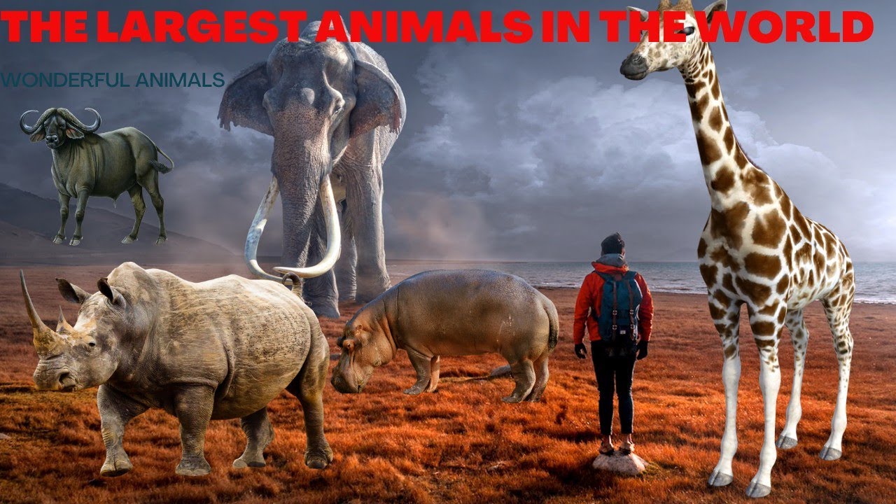 the largest animals in the world , huge animals #wildlife - YouTube