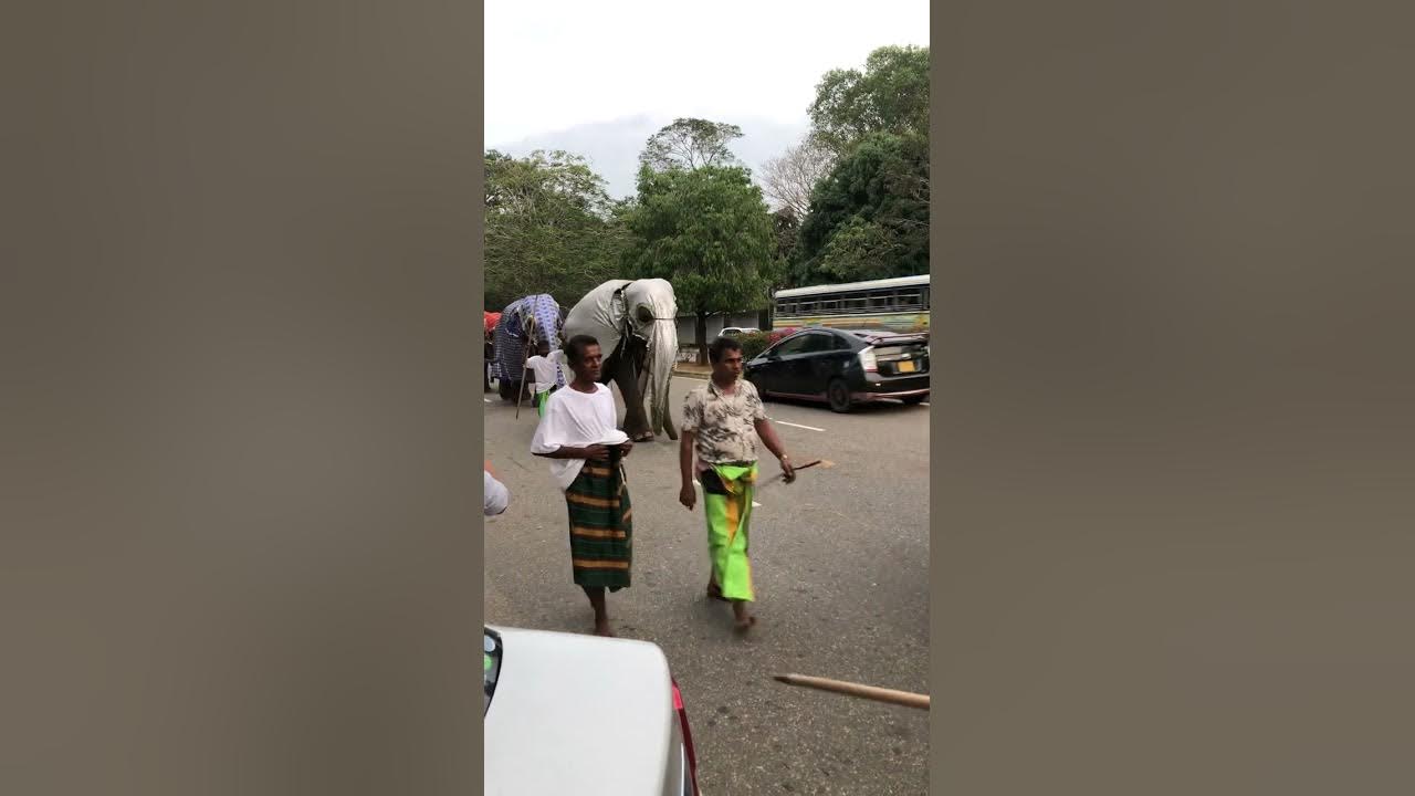 කොළඹ හුණුපිටිය ගංගාරම විහාරස්ථානයේ 2023 නවම් මහා පෙරහැර මංගල්යය හැඩ කල