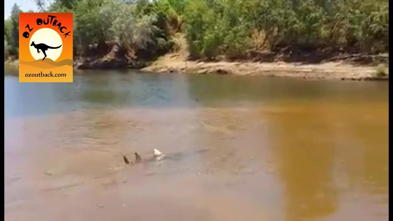 Rare endangered Sawfish in the Australian Outback - YouTube