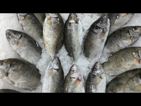 SOKAR BALIĞI NASIL TEMİZLENİR? | Rabbitfish Cleaning (Egzotik Balık) 