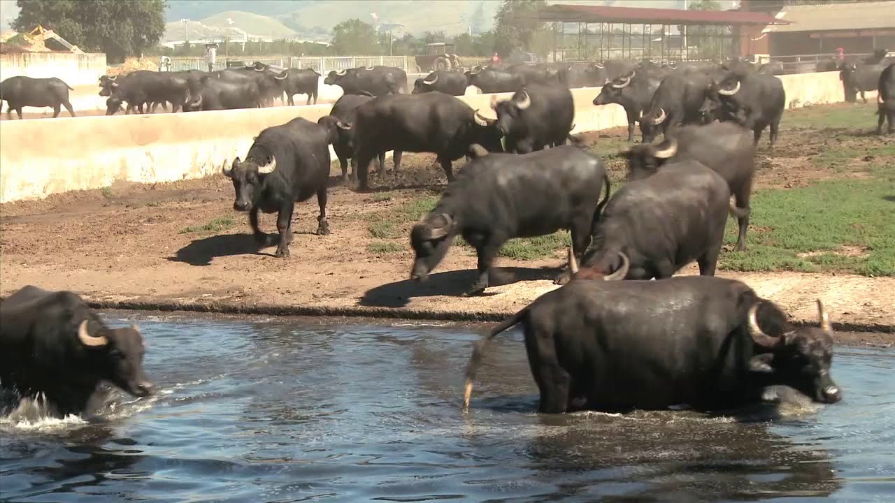 Buffalo Games - YouTube