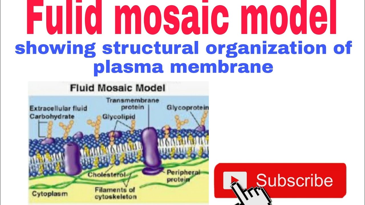 Fluid mosaic model - YouTube