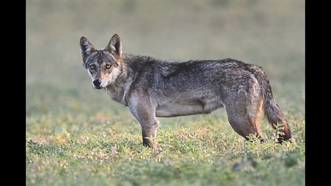 Indian Grey Wolf In Bannerghatta National Park Bengaluru - YouTube