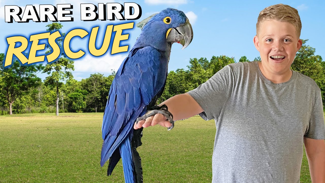 Surprising Kyle with the Worlds BIGGEST Parrot! Rare Bird Rescue! - YouTube