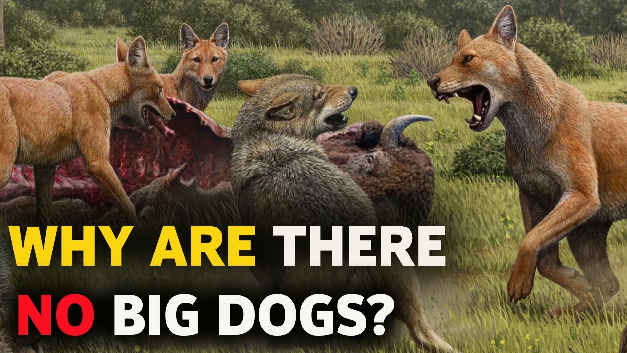 IF THERE ARE BIG CATS WHY ARE THERE NO BIG DOGS? - YouTube
