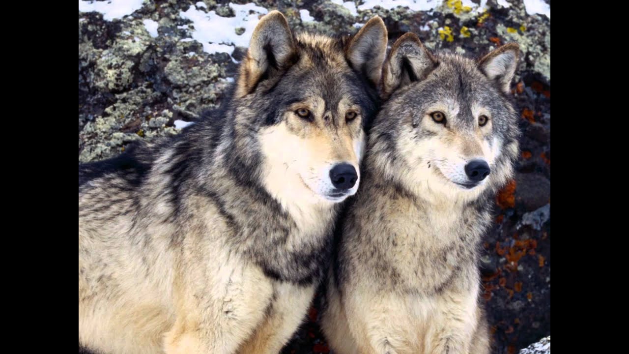 Wolves - YouTube