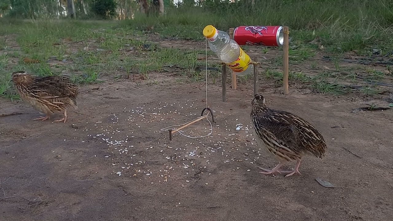 Unbelievable Quail Trapping Method You've Never Seen Before - YouTube