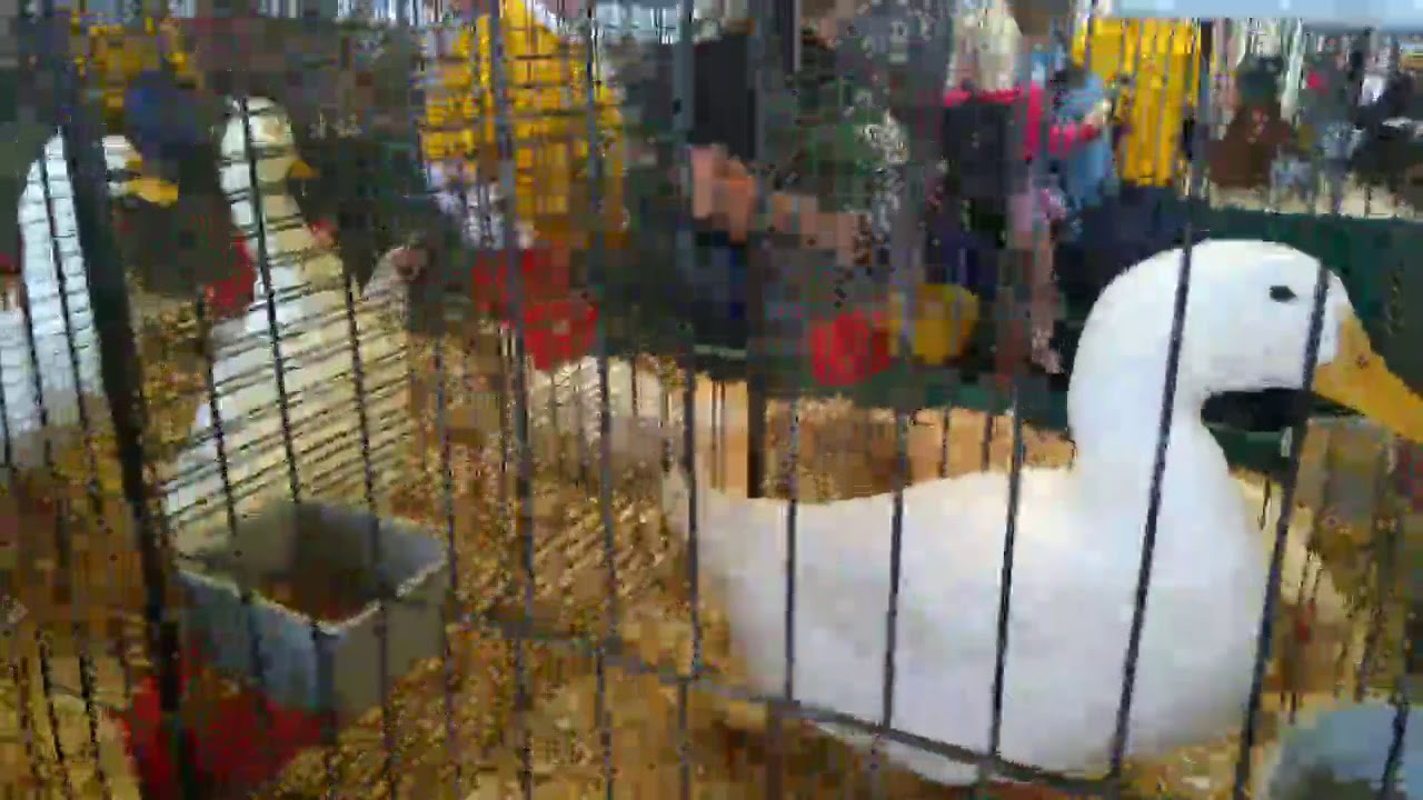 Our State Fair is a great State Fair. - YouTube