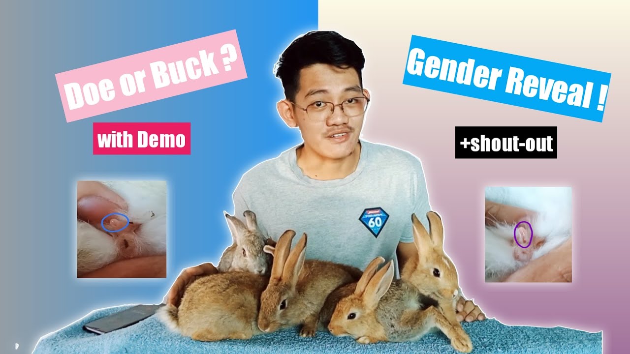 Paano Malalaman kung Babae o Lalaki ang Rabbit | How to Determine the ...