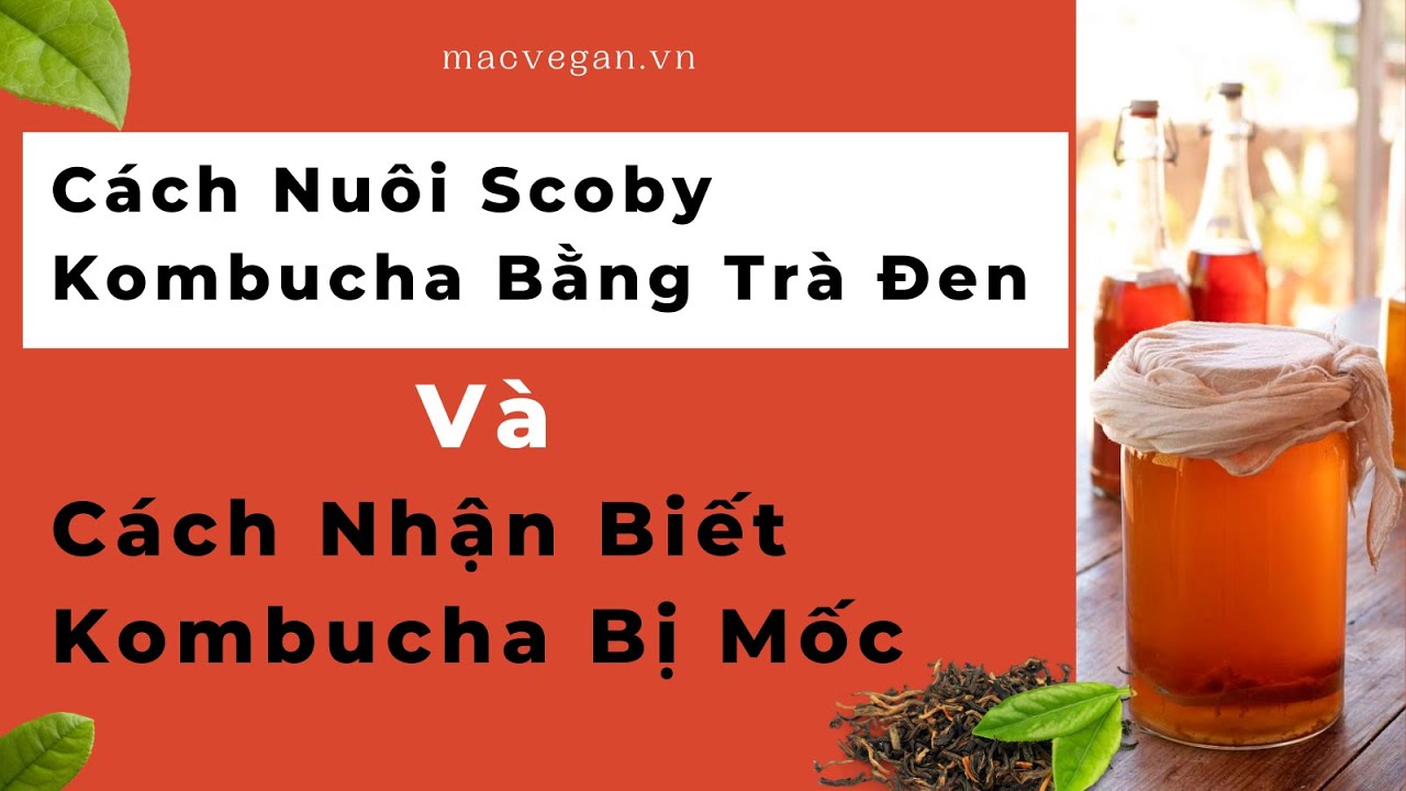 Cách Nuôi Scoby Kombucha Bằng Trà Đen Và Cách Nhận Biết Kombucha Bị Mốc ...