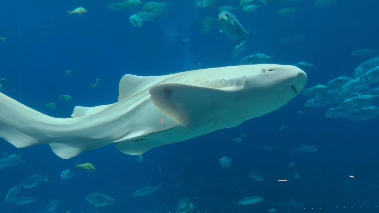 Giraffe The Zebra Shark (Isn’t she the cutest shark ever?) - YouTube