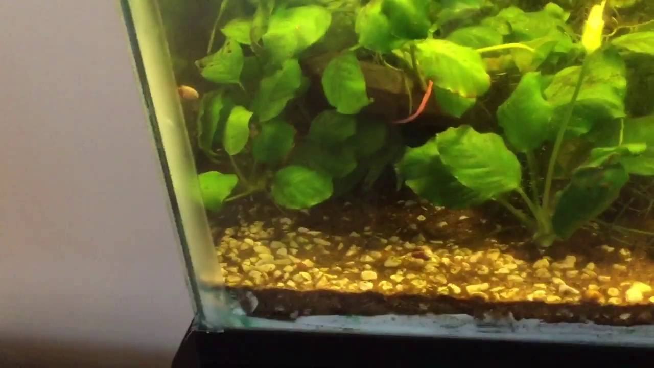 10 and 8 Gallon Aquariums, Update September 2016 - YouTube