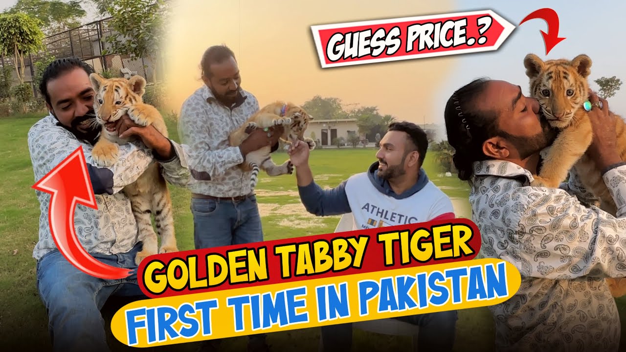 Golden Tabby Tiger First time In Pakistan | Expensive tiger - YouTube