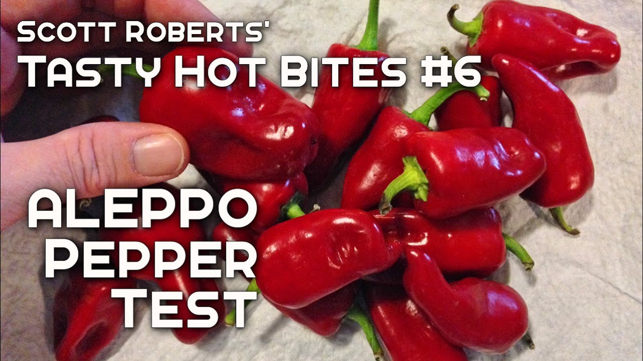 Aleppo Chile Pepper Test - Tasty Hot Bites #6 - YouTube