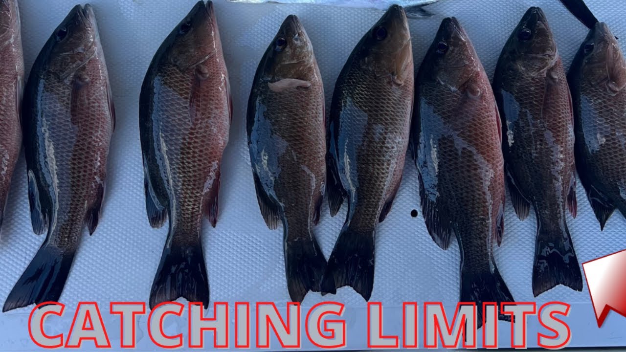 Fishing for Mangrove Snapper, Snook and Big Black Drum - YouTube