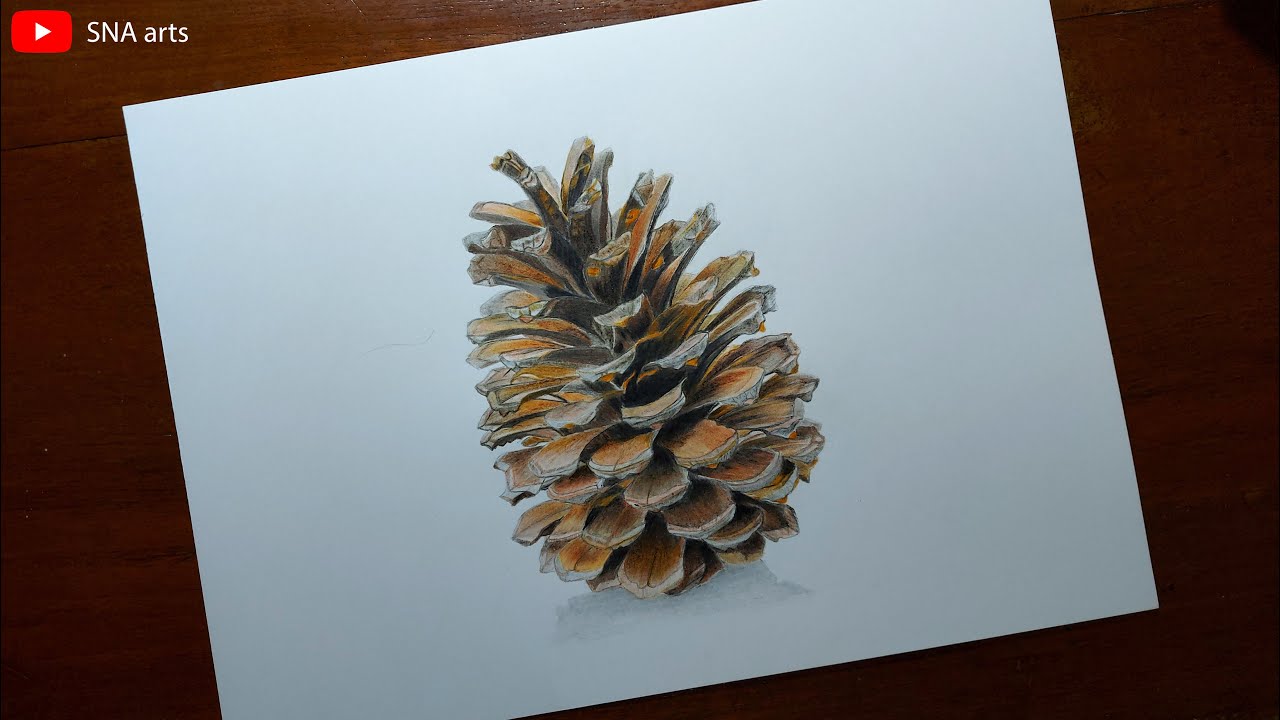 Drawing Pine Cone With Color Pencils || Lyra Rembrandt Polycolor - YouTube