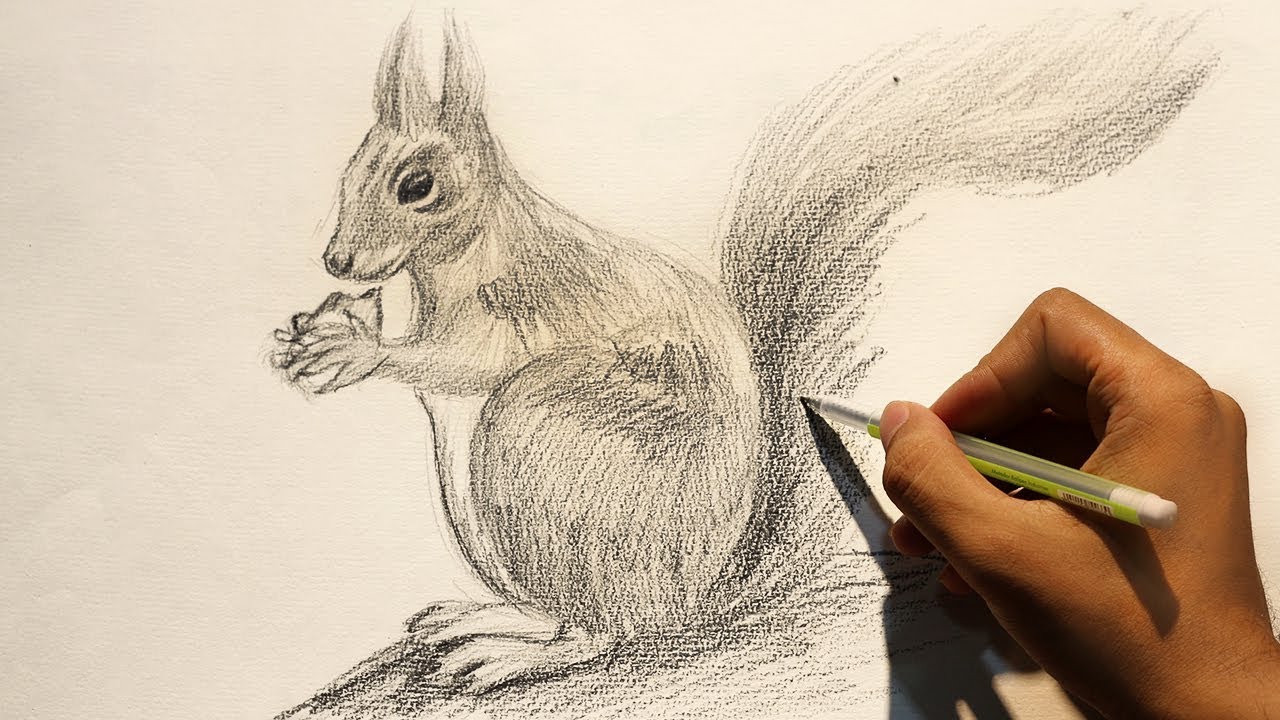 How to Draw a Squirrel Step By Step | Squirrel Sketch | Squirrel ...