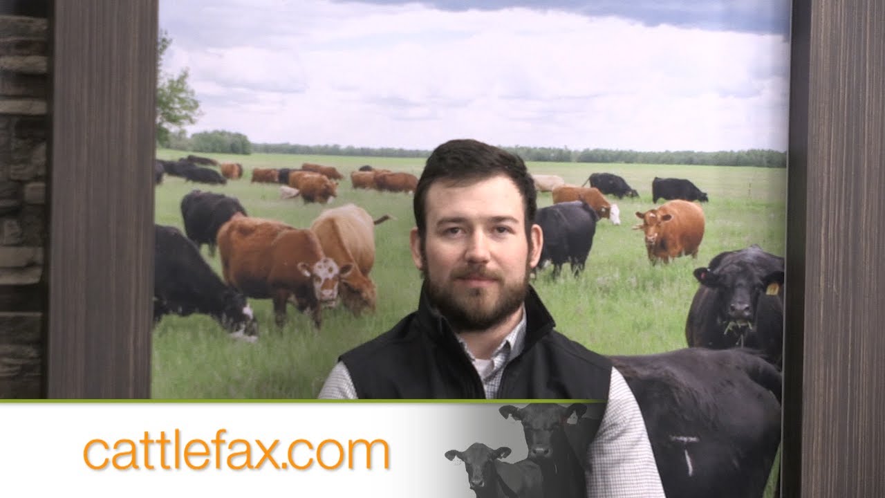 CattleFax Closing Bell: Beef Market Outlook – March 1, 2024 - YouTube
