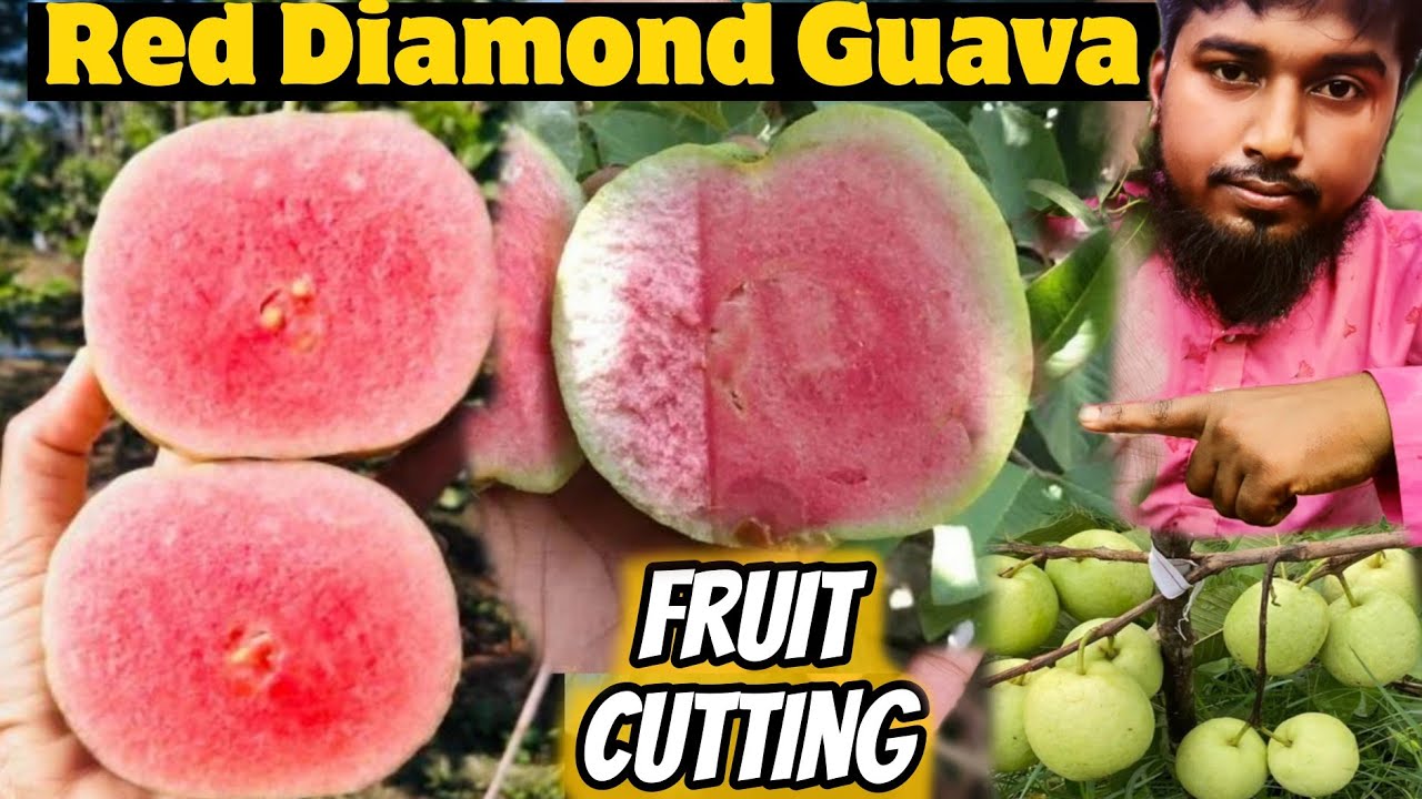 red Diamond amrud ke andar color Kaisa Hota Hai dekhiae - YouTube