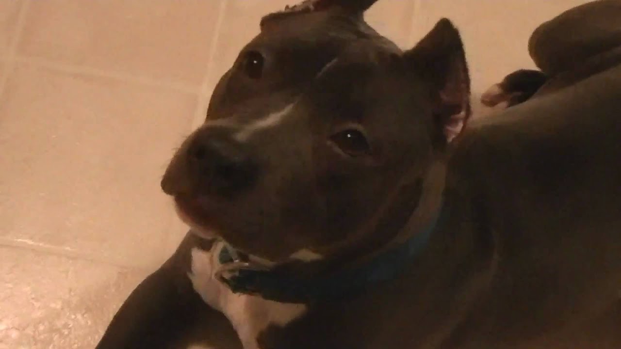 Pitbull Remy BTTB - Smart Pitbull Puppy Speaks!!! - YouTube