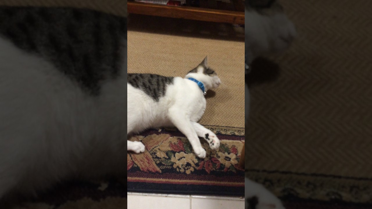 Cat doing commando crawl - YouTube