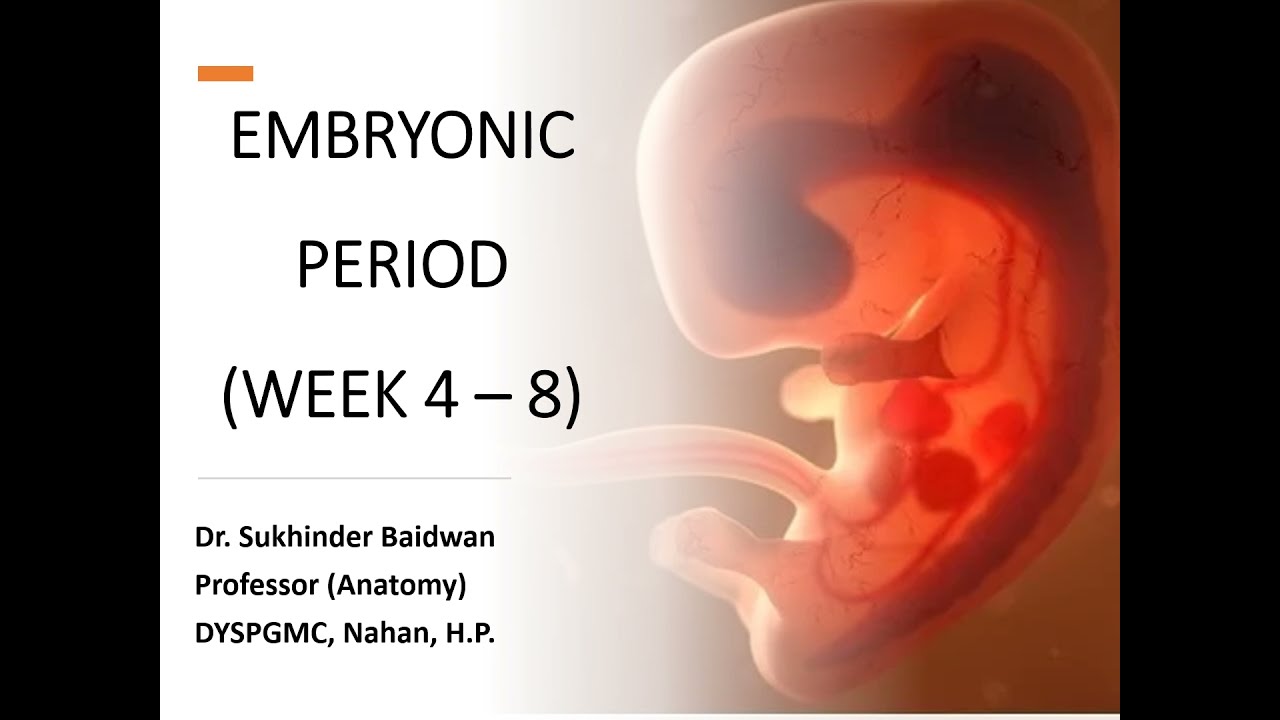 Embryonic period 4-8 weeks - YouTube