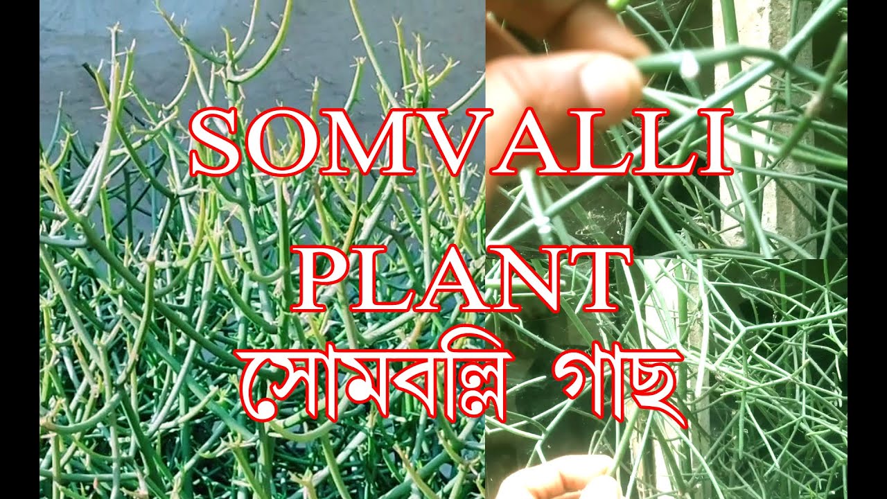 सोमवल्ली //SOMVALLI PLANT//PENCIL CACTUS//सोमवल्ली - YouTube