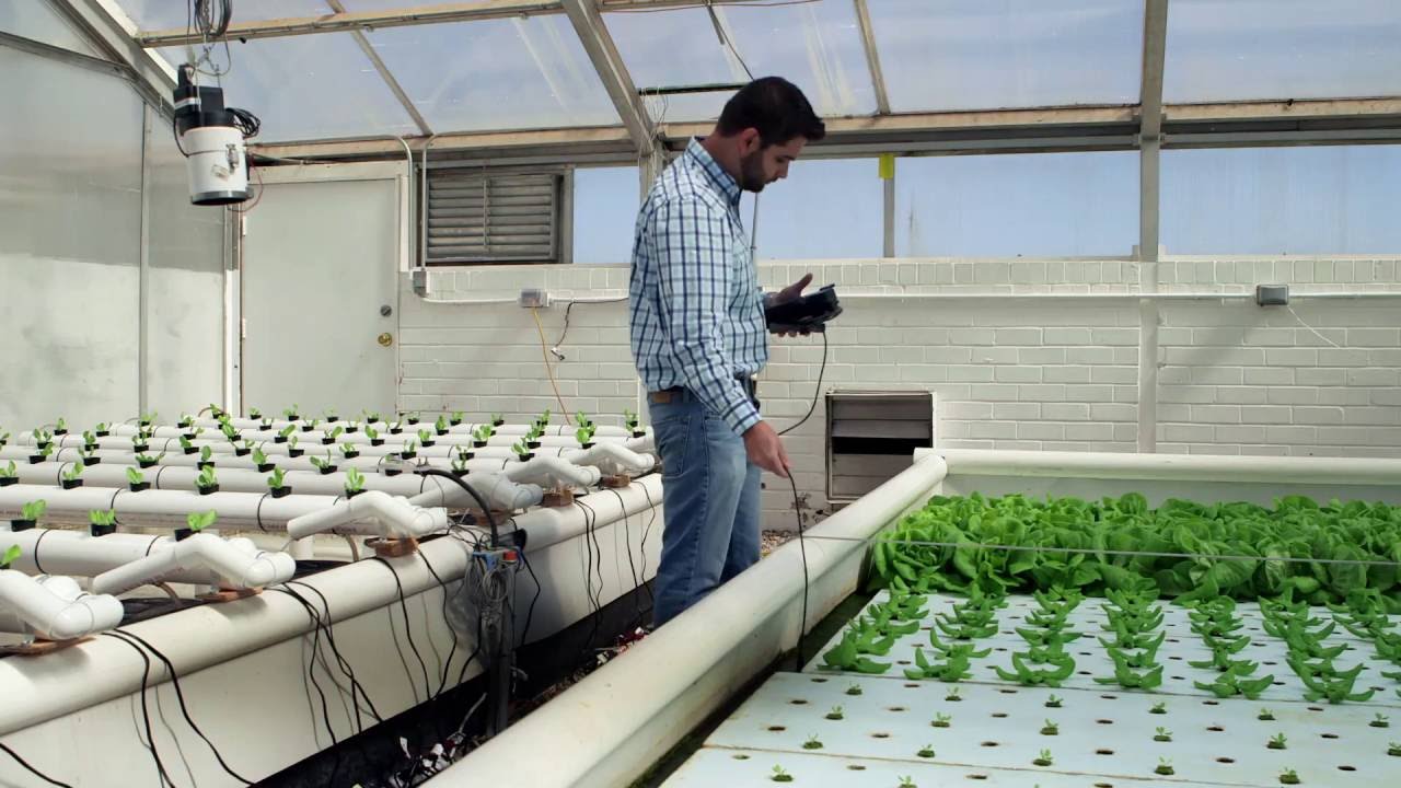 Aquaponics & Hydroponics Local Food - Desert Growing - YouTube