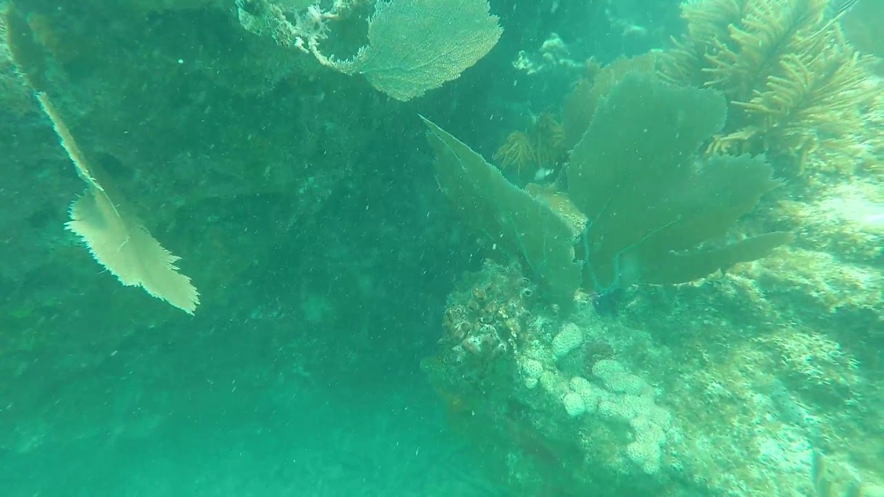 Big Ass Goliath Grouper Youtube 9140