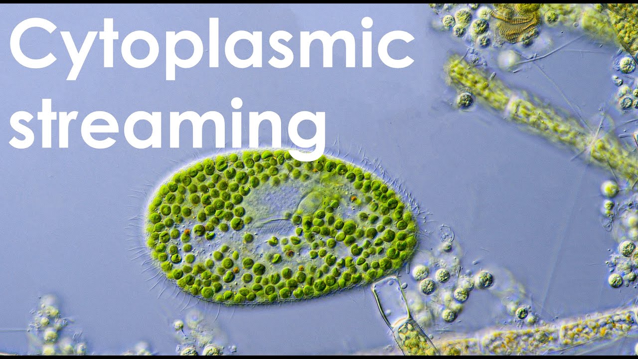 Cytoplasmic streaming in Paramecium bursaria - YouTube
