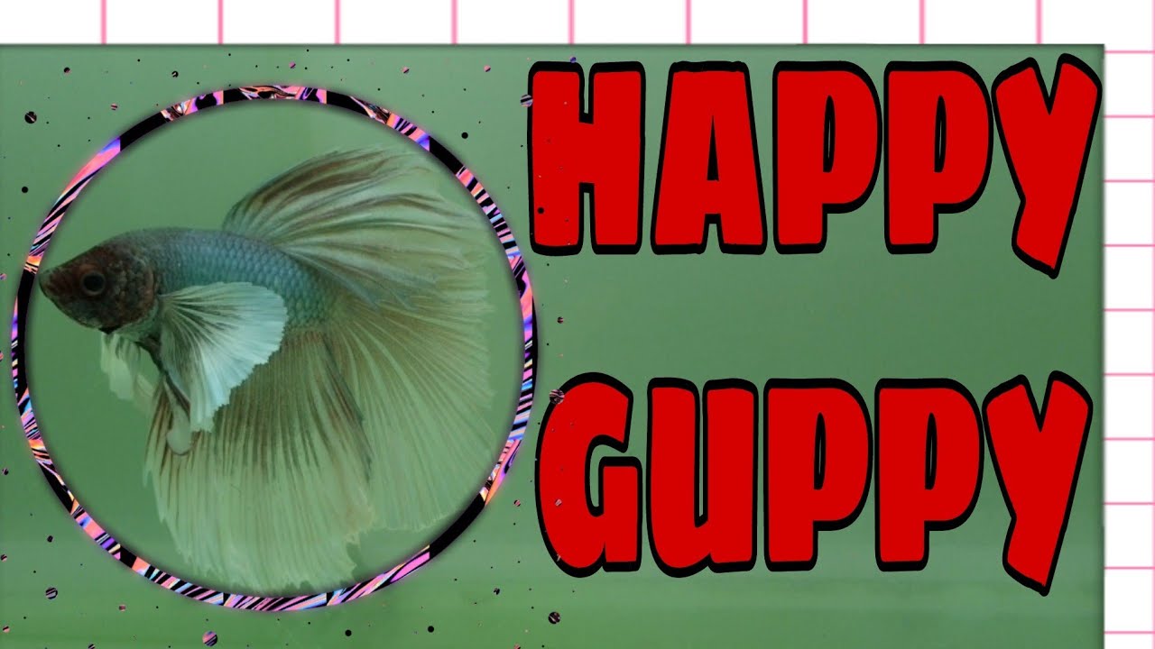 HAPPY GUPPY PART 2 - YouTube