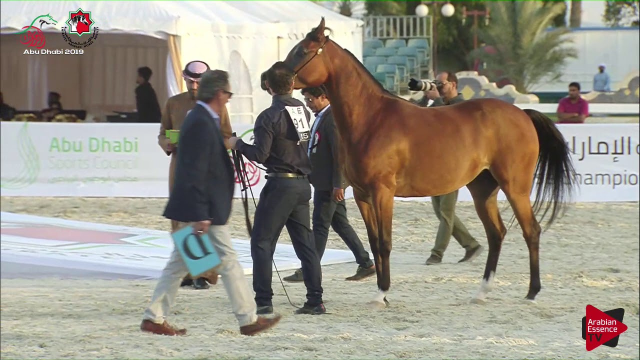 N 191 MICHA MARA UAE Nationals 2019 - YouTube