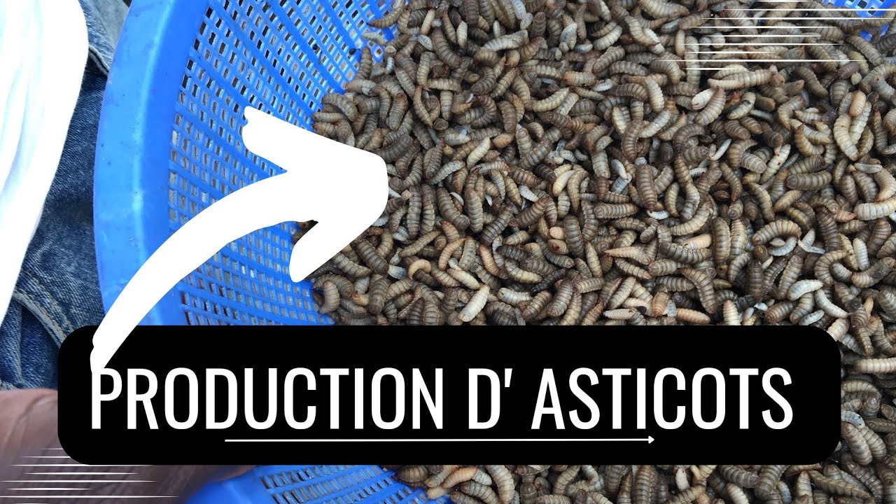 Comment produire des asticots bio de mouche soldat noir - YouTube