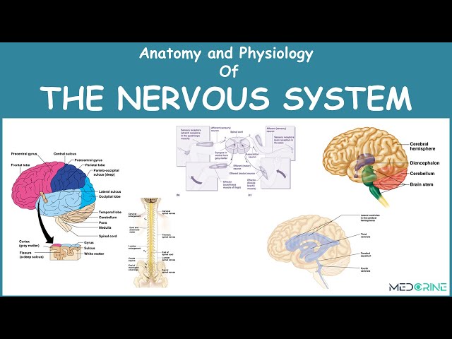 Anatomy And Physiology Understanding The Nervous System Anatomy And