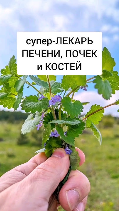 Будра - супер-лекарь почек, печени и костей #травы #лекарственныетравы ...