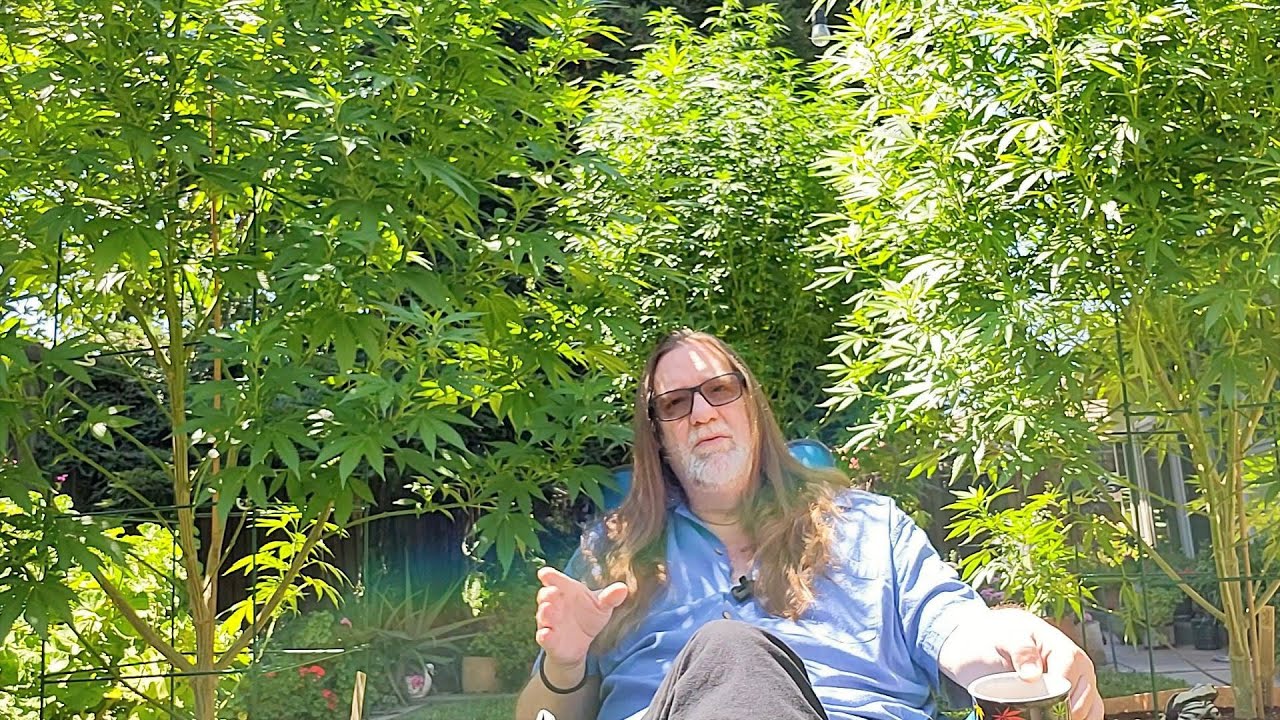 Pre-Transition Outdoor Cannabis Pruning & Defoliation. 2025 Outdoor ...