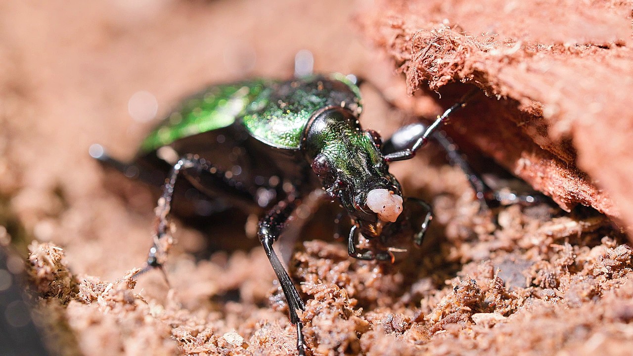 [CLOSE-UP] Predation by Carabinae / Feeding of Pachyrhynchus infernalis ...