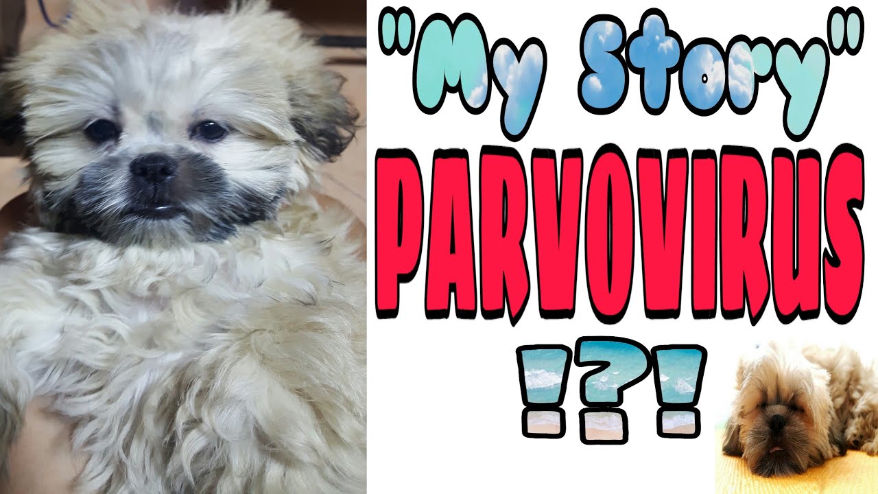 Calling To all PET Lovers. watch this Video Parvo Virus Awareness ...