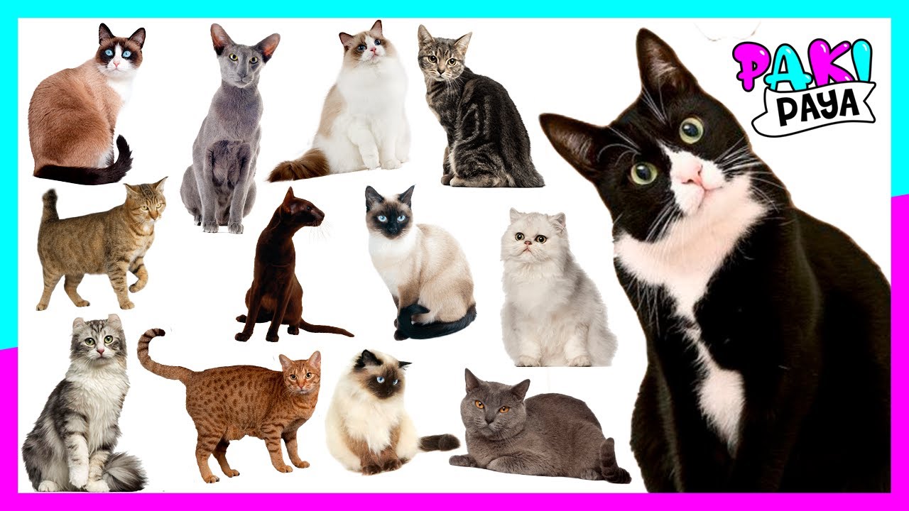 ¡RAZAS DE GATOS N° 1! 🐱 Learn cats and sounds! kittens, chaton , 고양이 ...