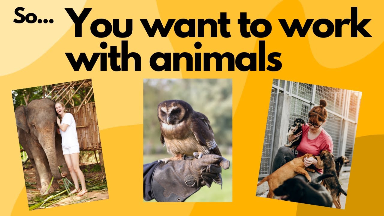 So You Want To Work With Animals The Pros And Cons Of Working With so-you-want-to-work-with-animals-the-pros-and-cons-of-working-with